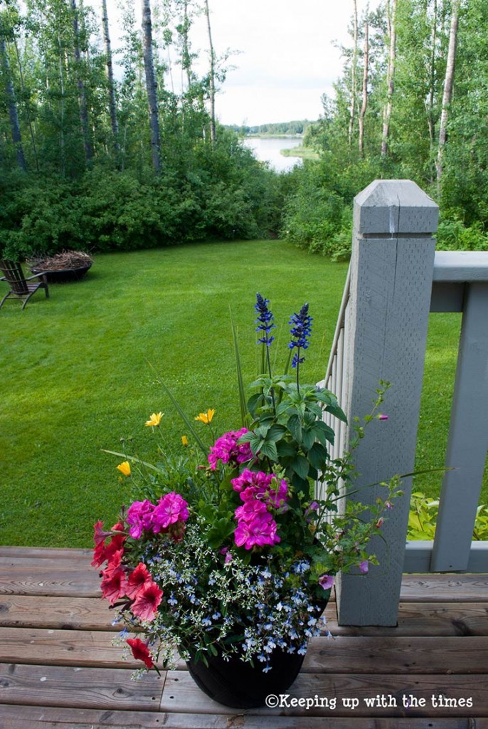 A glimpse into my garden - Keeping With The Times