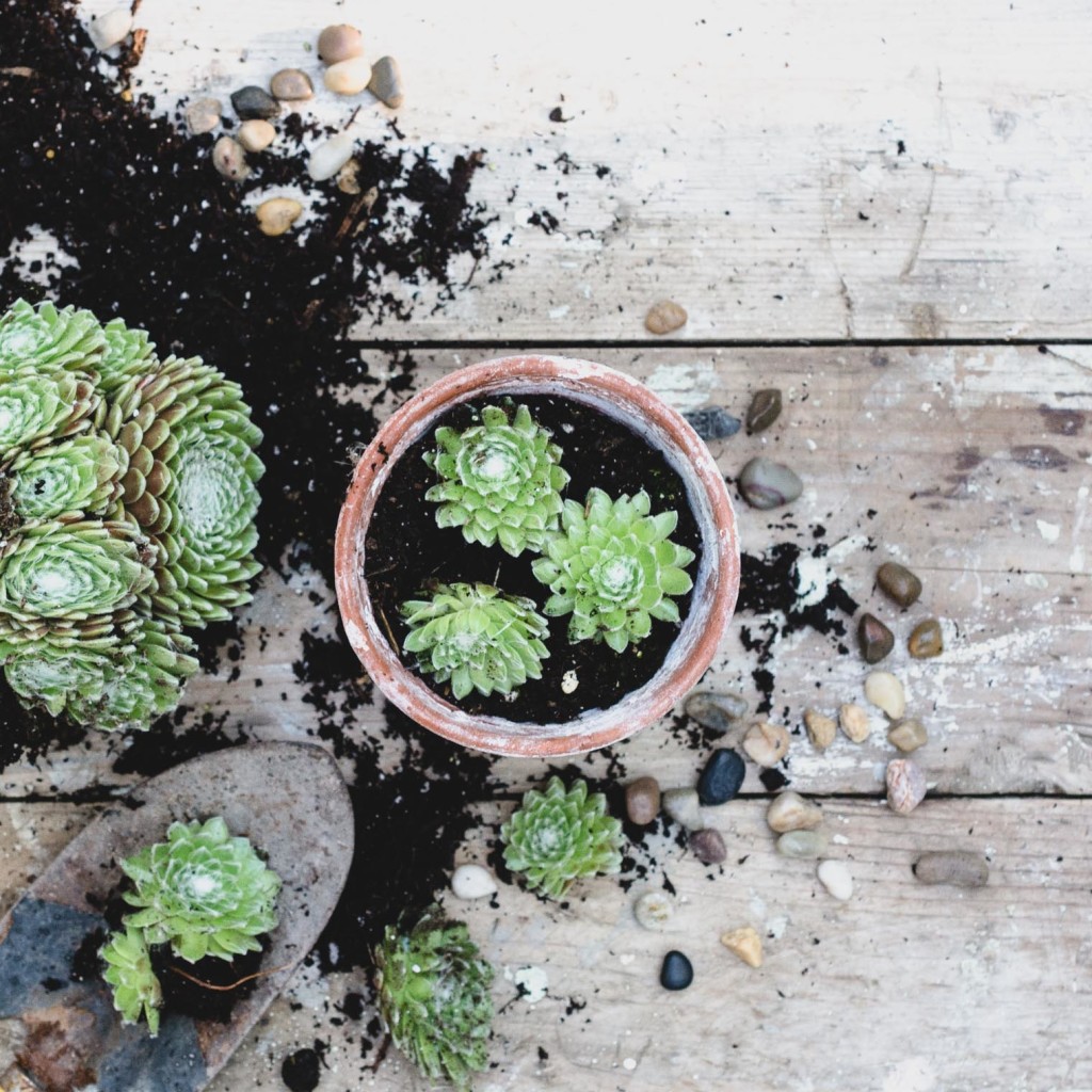 Succulent Celebration - Keeping With The Times