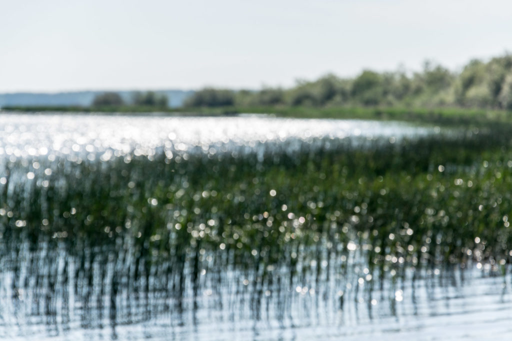 30 Ideas to Make June Magical - Keeping With The Times